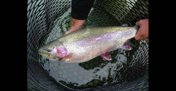 Guided Alaska Fishing Trips for Rainbow Trout & Salmon | Drift Away